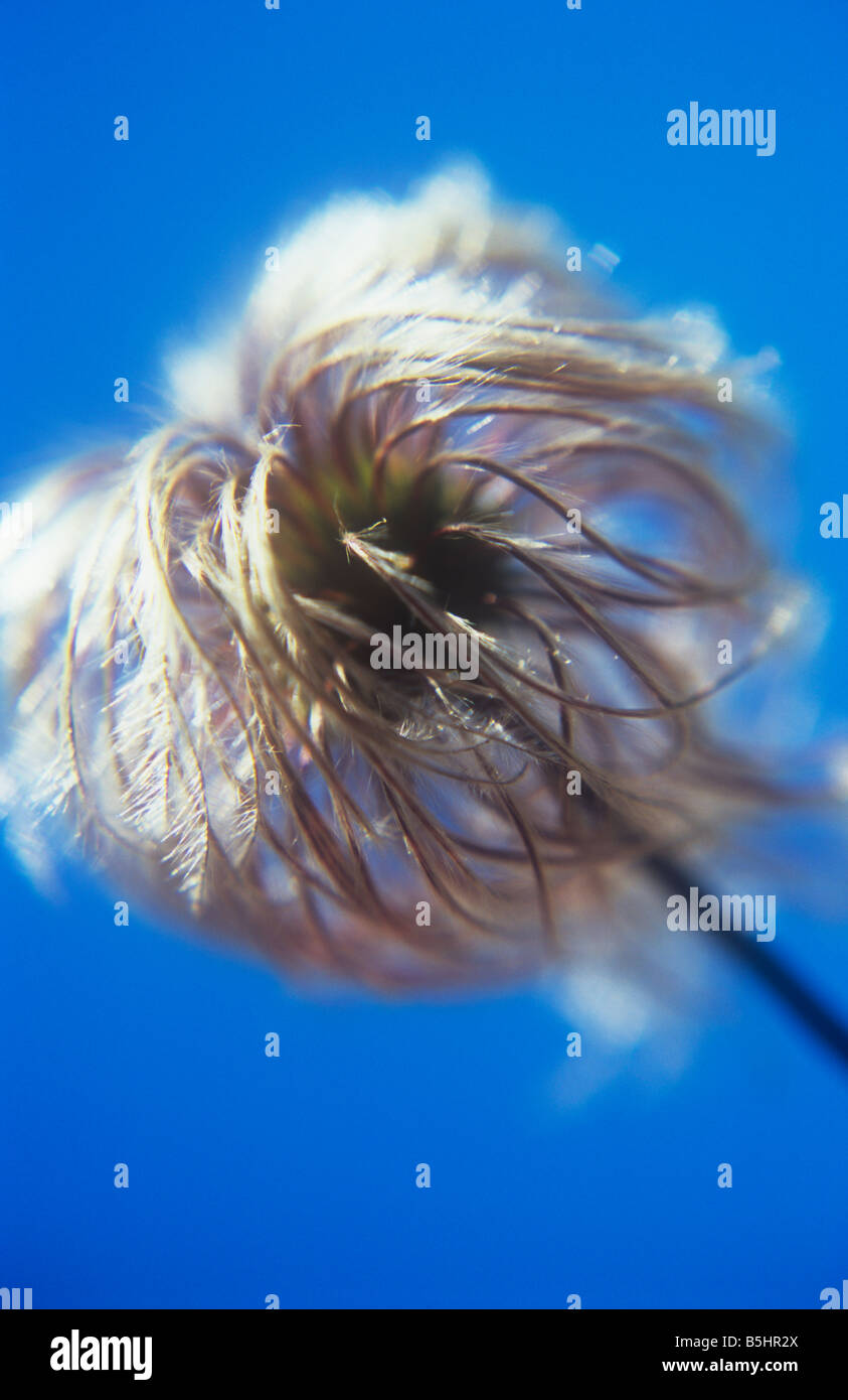 Close up of furry spherical seedhead of climbing flowering shrub ...