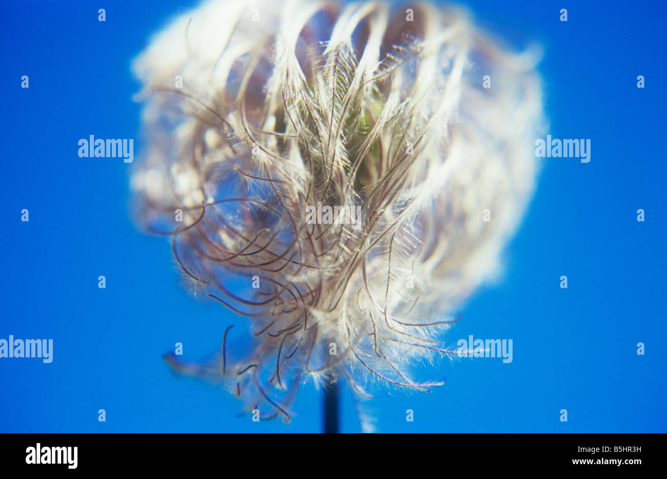 Close up of furry spherical seedhead of climbing flowering shrub ...