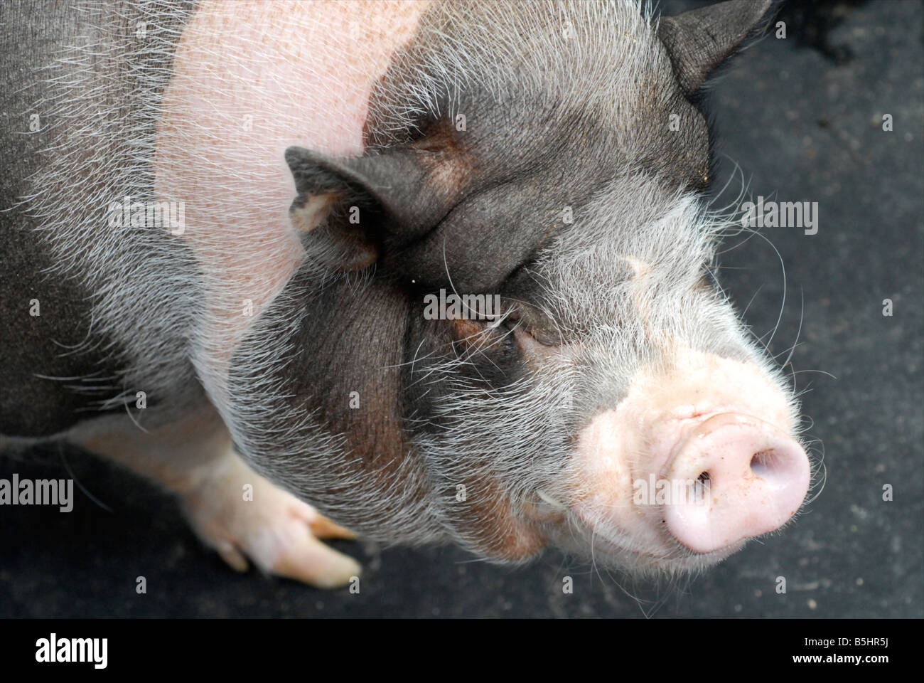 A pot belly pig in the Children's Zoo of Central Park, New York Stock ...