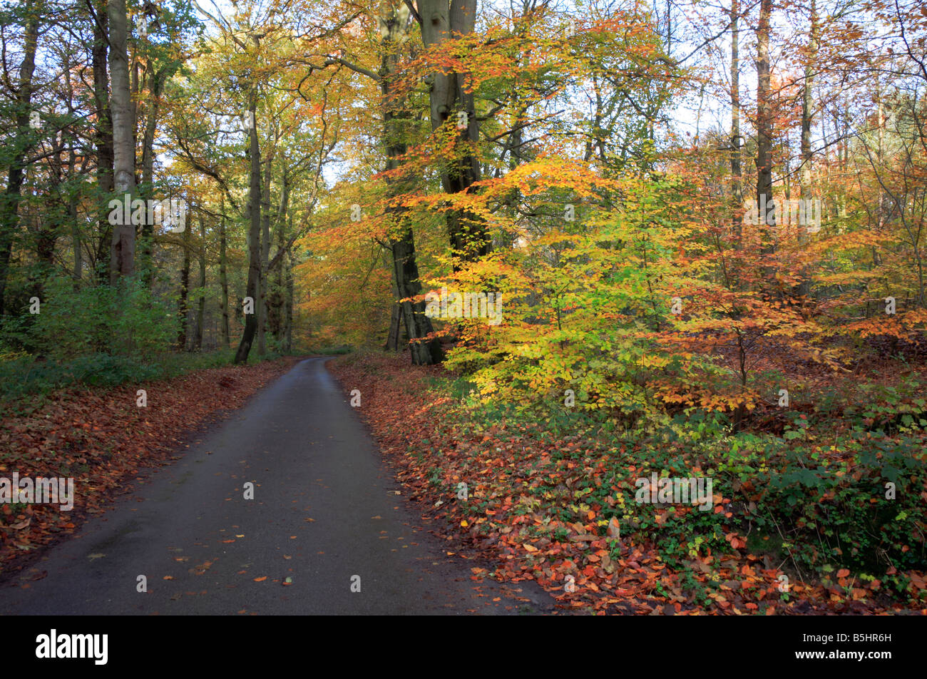 A country road in Norfolk through mixed deciduous woodland in autumn ...