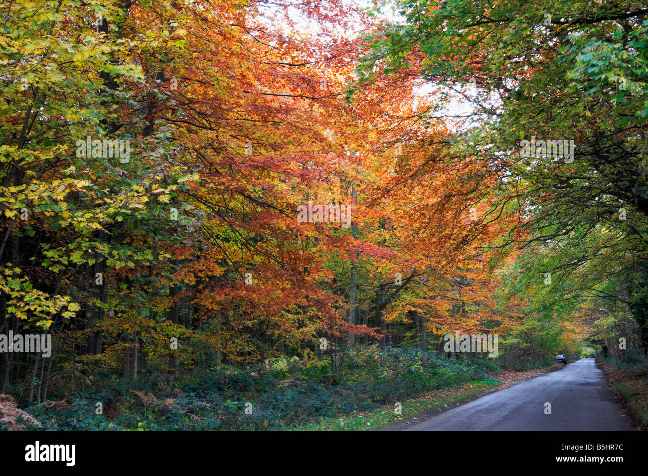 Witton woods norfolk hi-res stock photography and images - Alamy