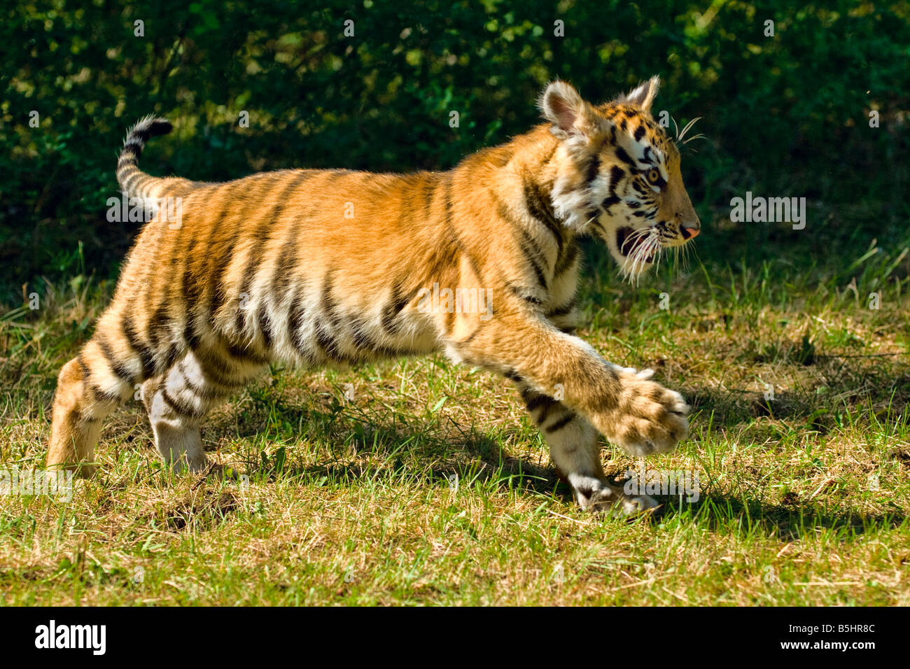 Siberian tiger cub runs in the grass - controlled conditions Stock ...