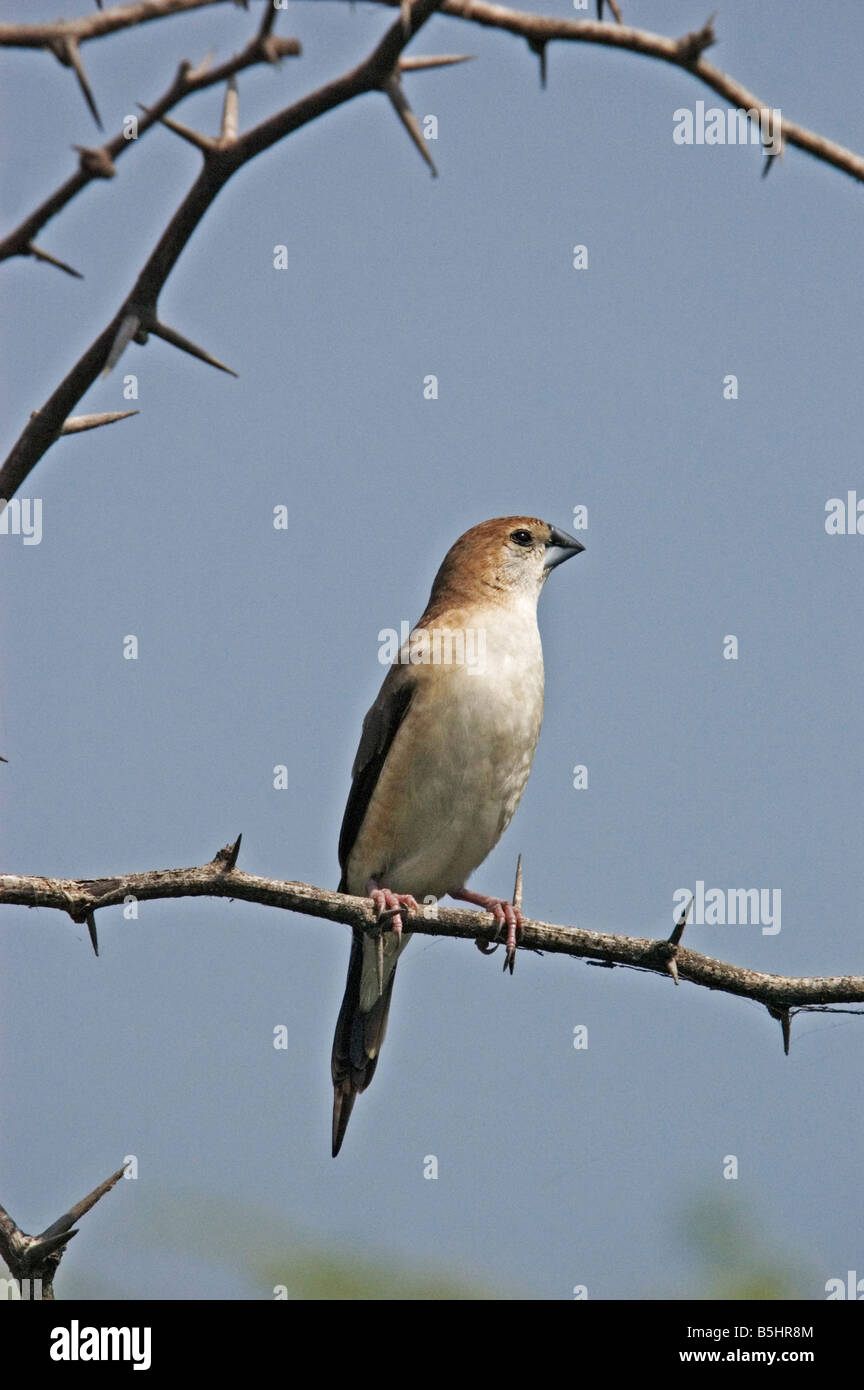 Silverbill hi-res stock photography and images - Alamy