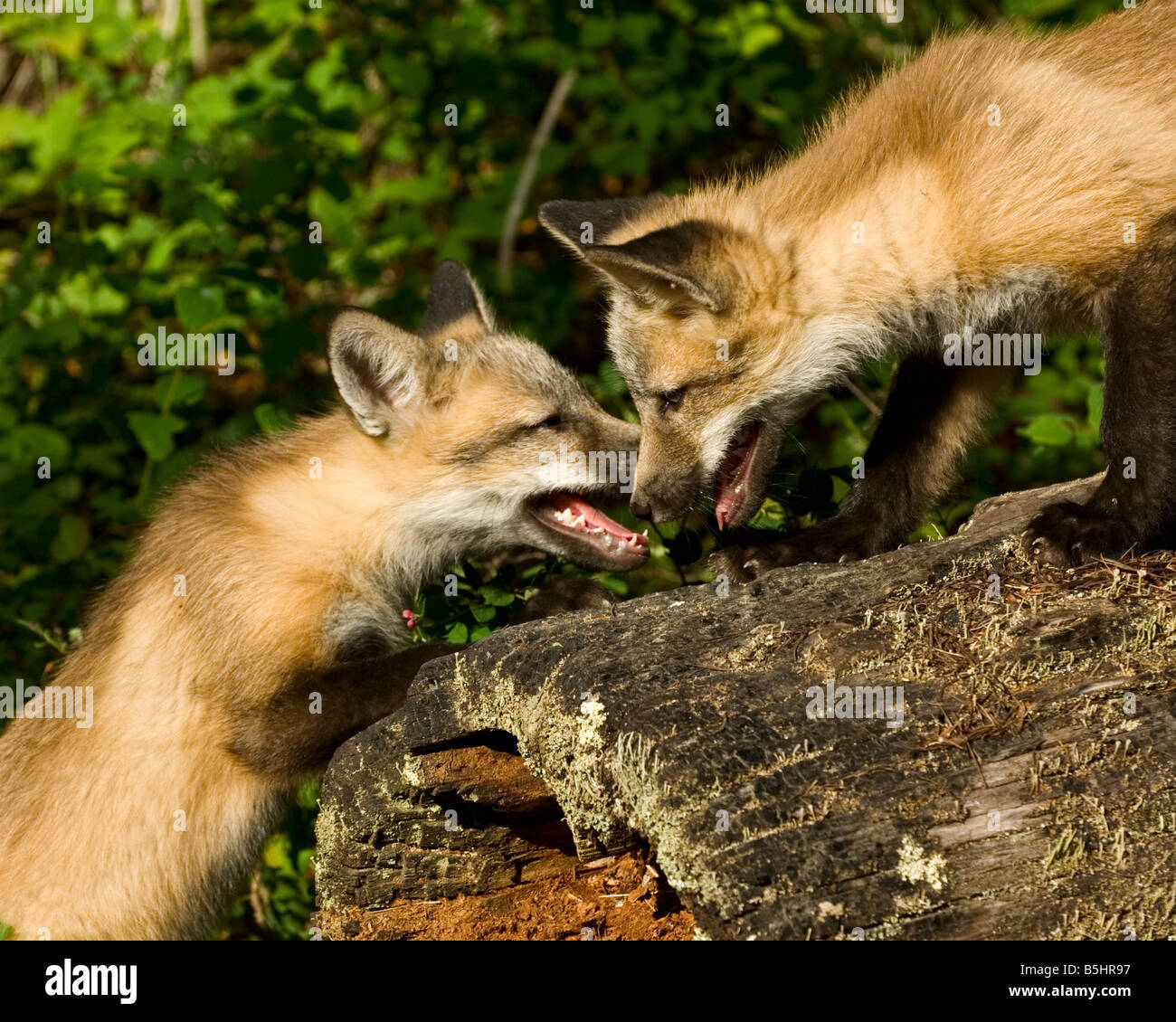 Fox pups playing on a rotting log - controlled conditions Stock Photo ...