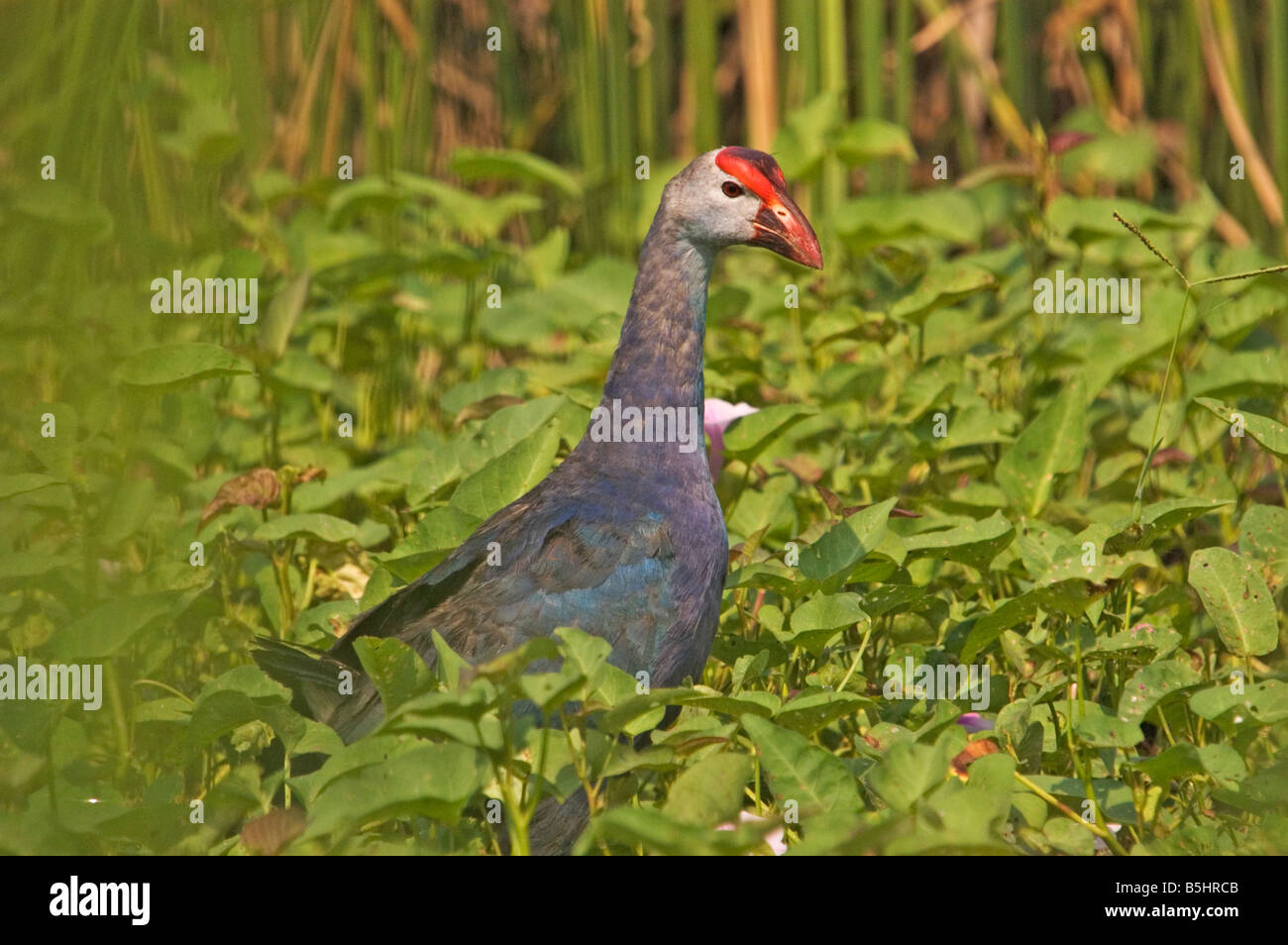 purple swamp hen - moorhen Stock Photo - Alamy