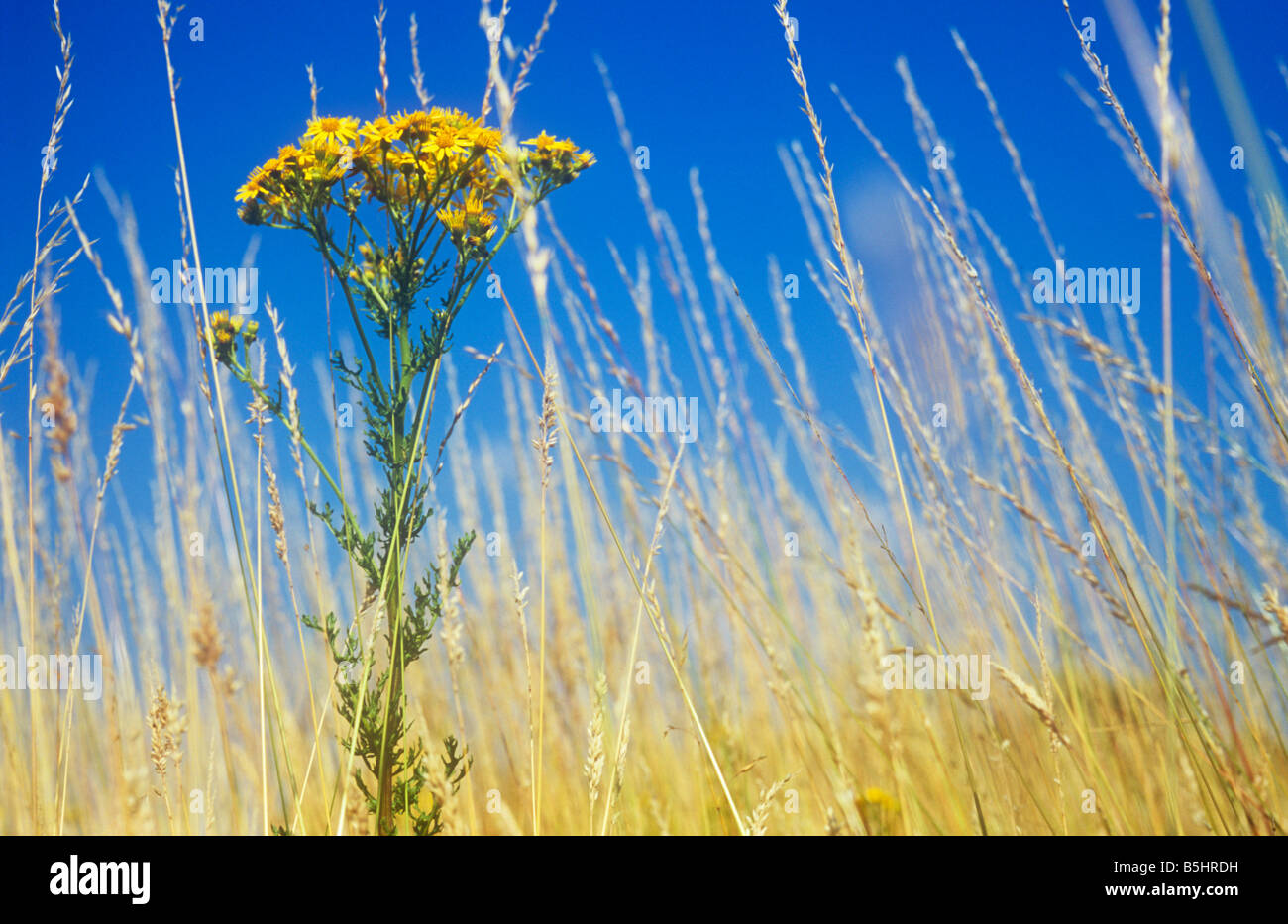 Close up at ground level of stem and yellow flowers of Common ragwort ...