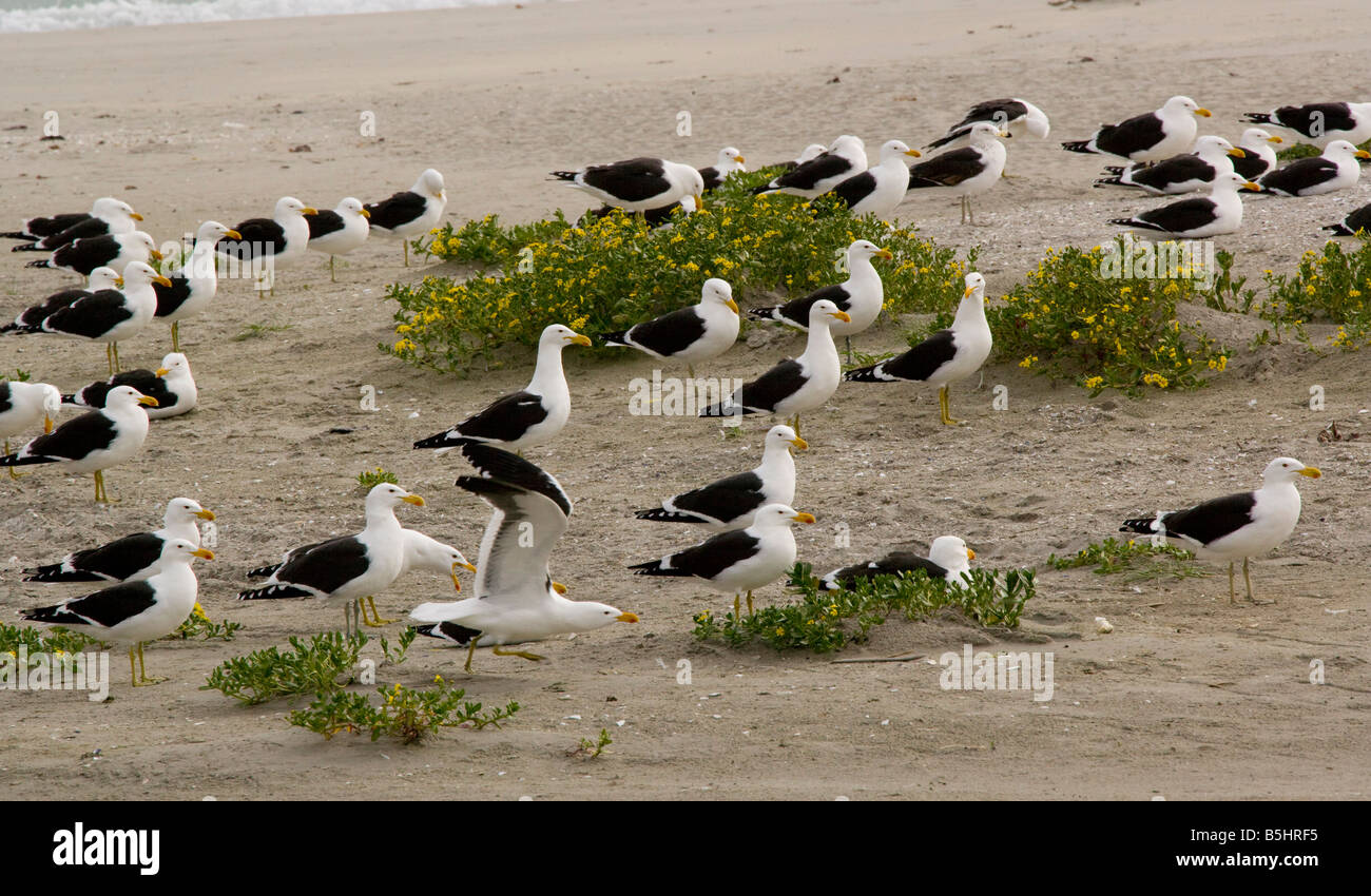 Flock of Cape Gulls a form of Kelp Gull Larus dominicanus vetula on the ...