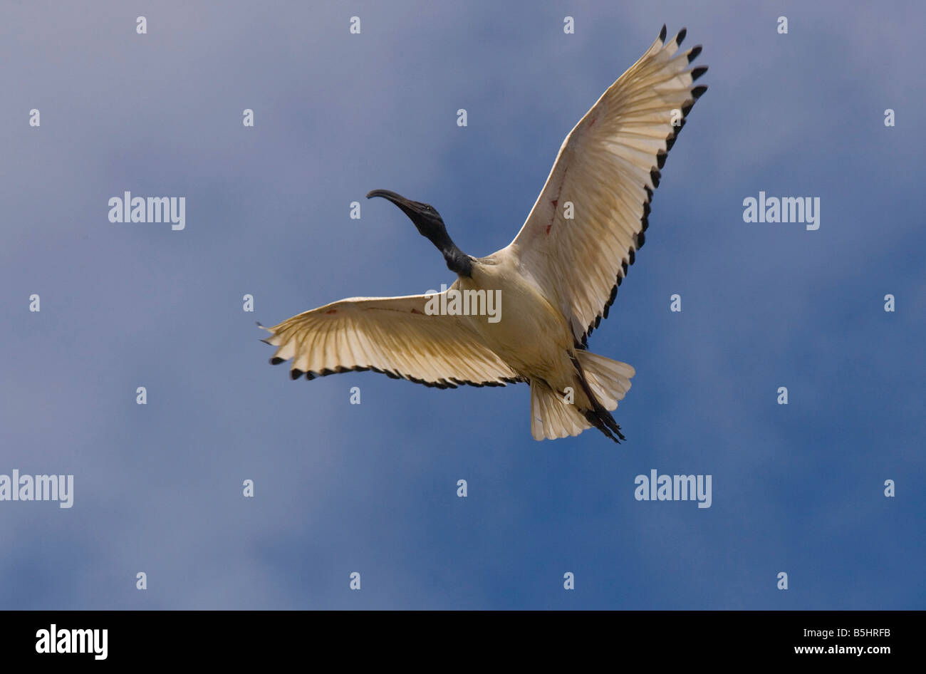 Sacred Ibis Threskiornis aethiopicus in flight South Africa Stock Photo ...