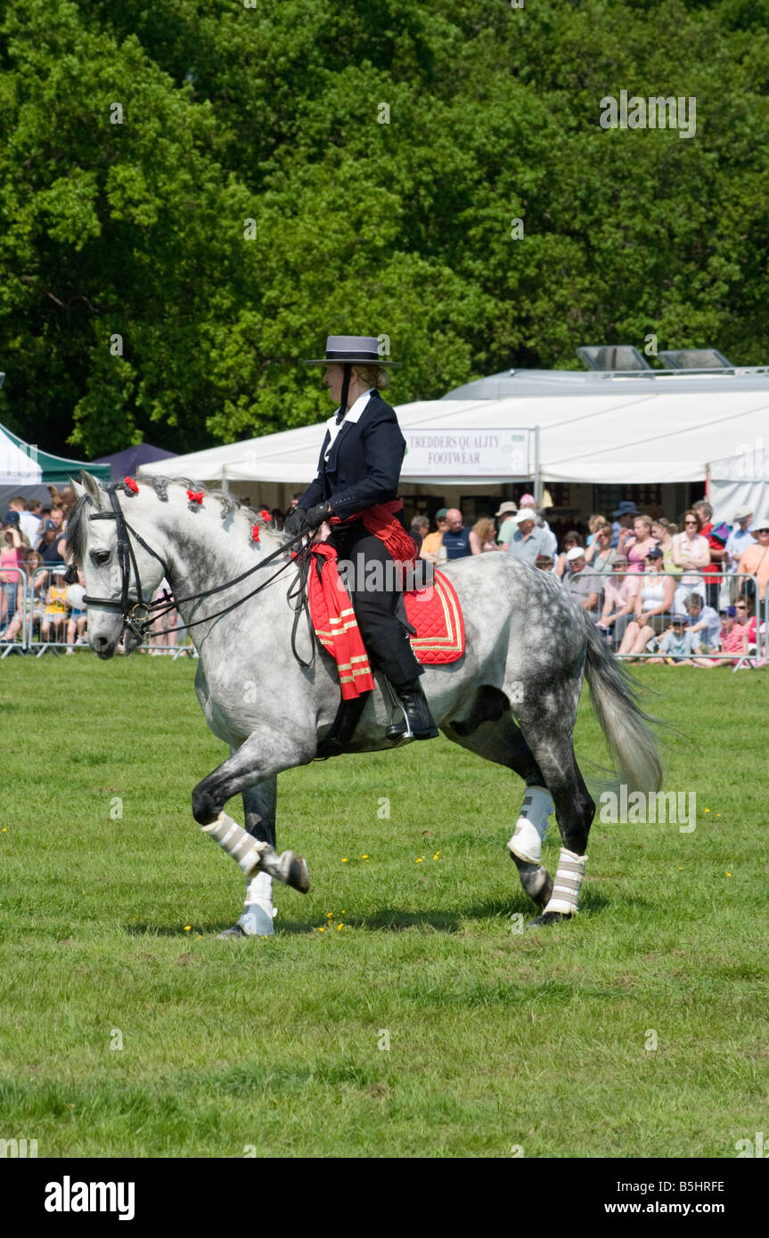 Andalusian Stallion with a Female Rider In Traditional Costume Cowpie ...