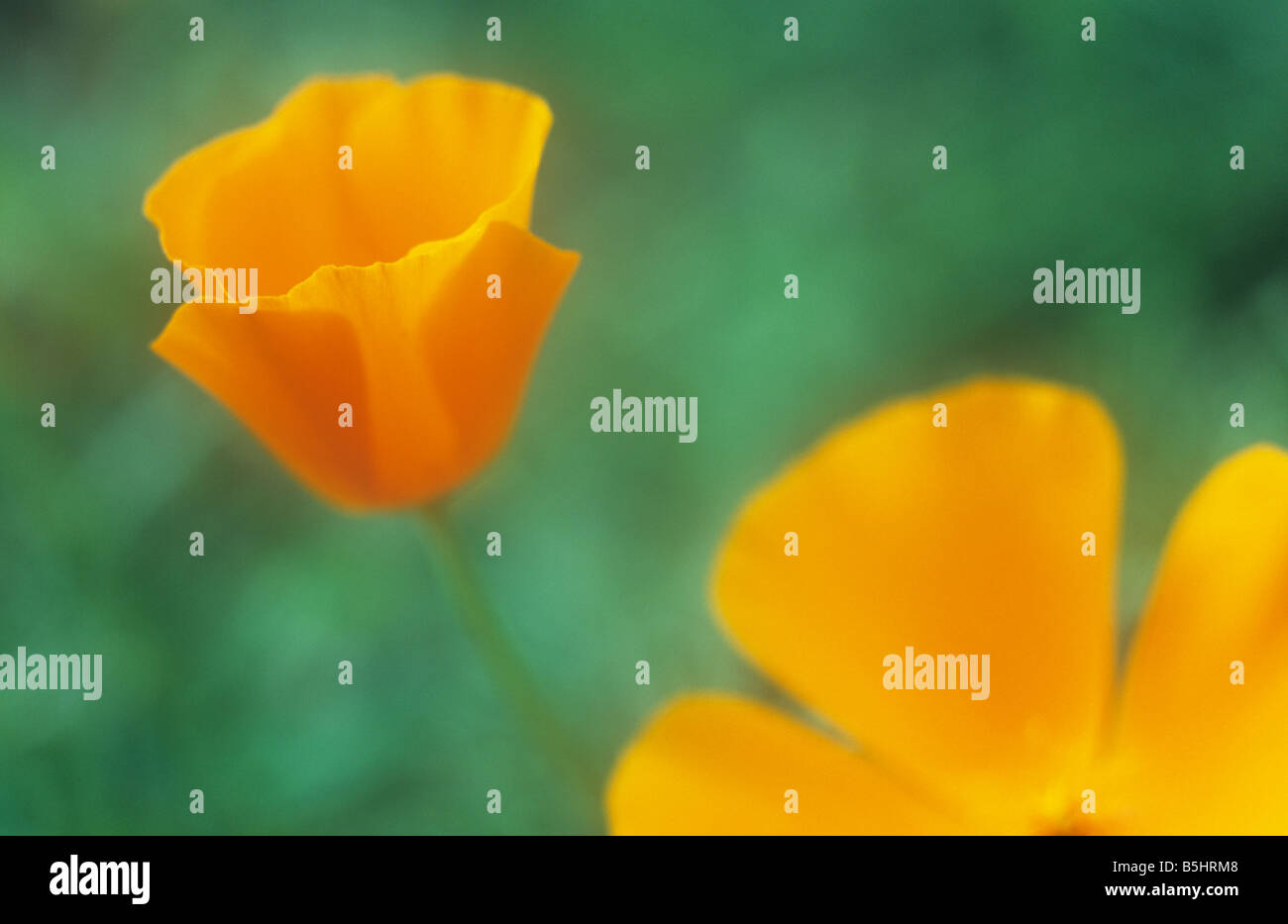 Half-open orange flower of hardy annual Californian poppy with open ...