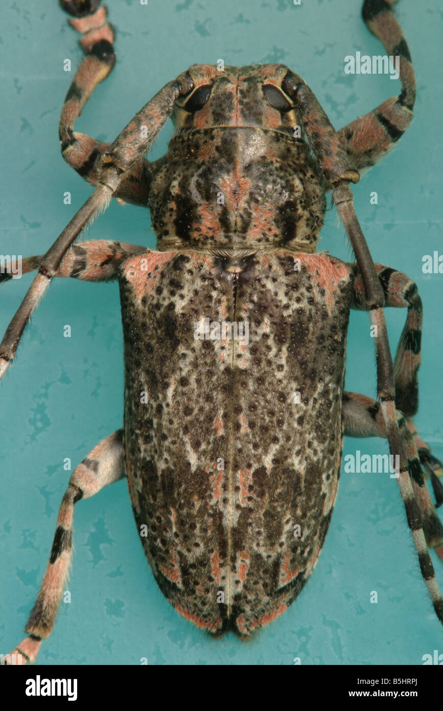 Longhorn beetle anatomy hi-res stock photography and images - Alamy