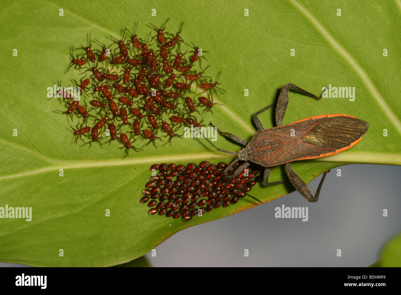 A bug with a cluster of its eggs and a group of newly-born babies Stock ...