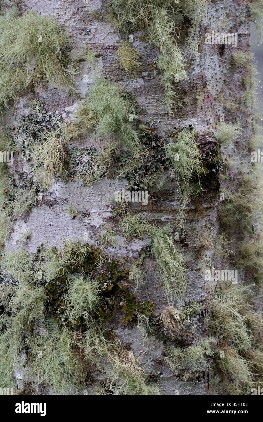 Pacific northwest lichens hi-res stock photography and images - Alamy