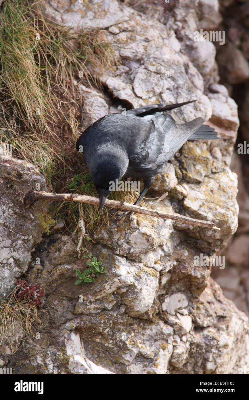 Jackdaw nest hi-res stock photography and images - Alamy