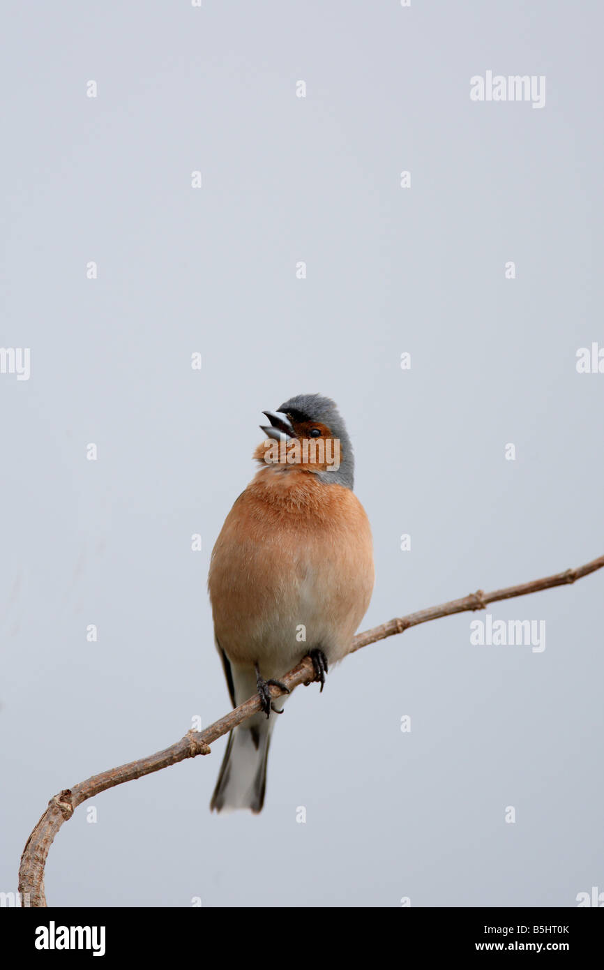 Singing chaffinch hi-res stock photography and images - Alamy