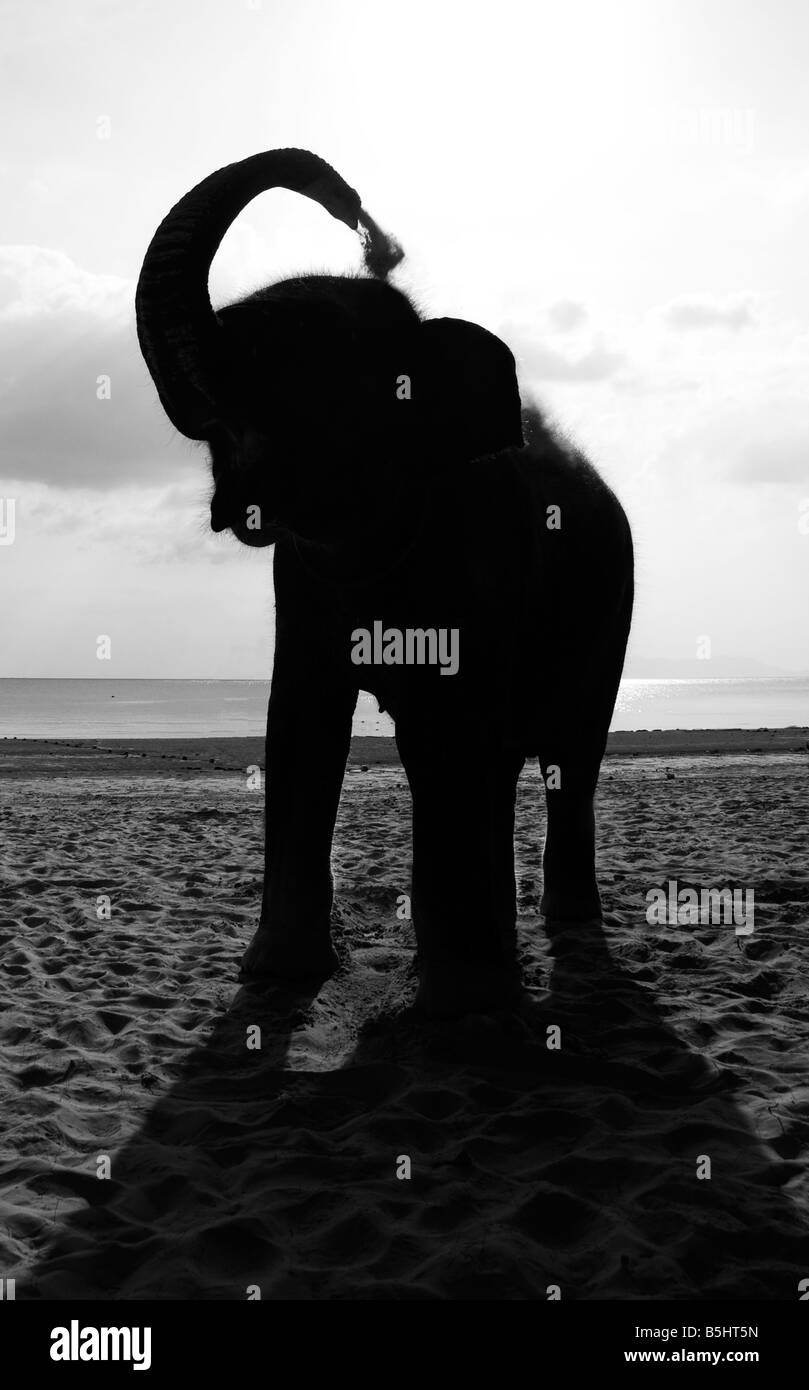 At beach playing Black and White Stock Photos & Images - Alamy