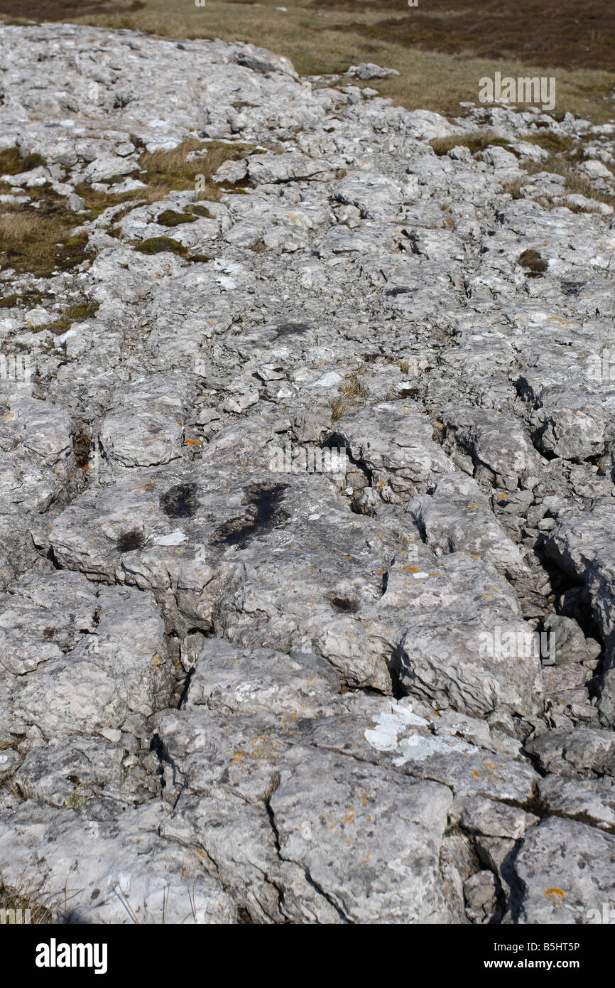 LIMESTONE PAVEMENT ON GREAT ORME NORTH WALES SHOWING SIGNS OF EROSION ...