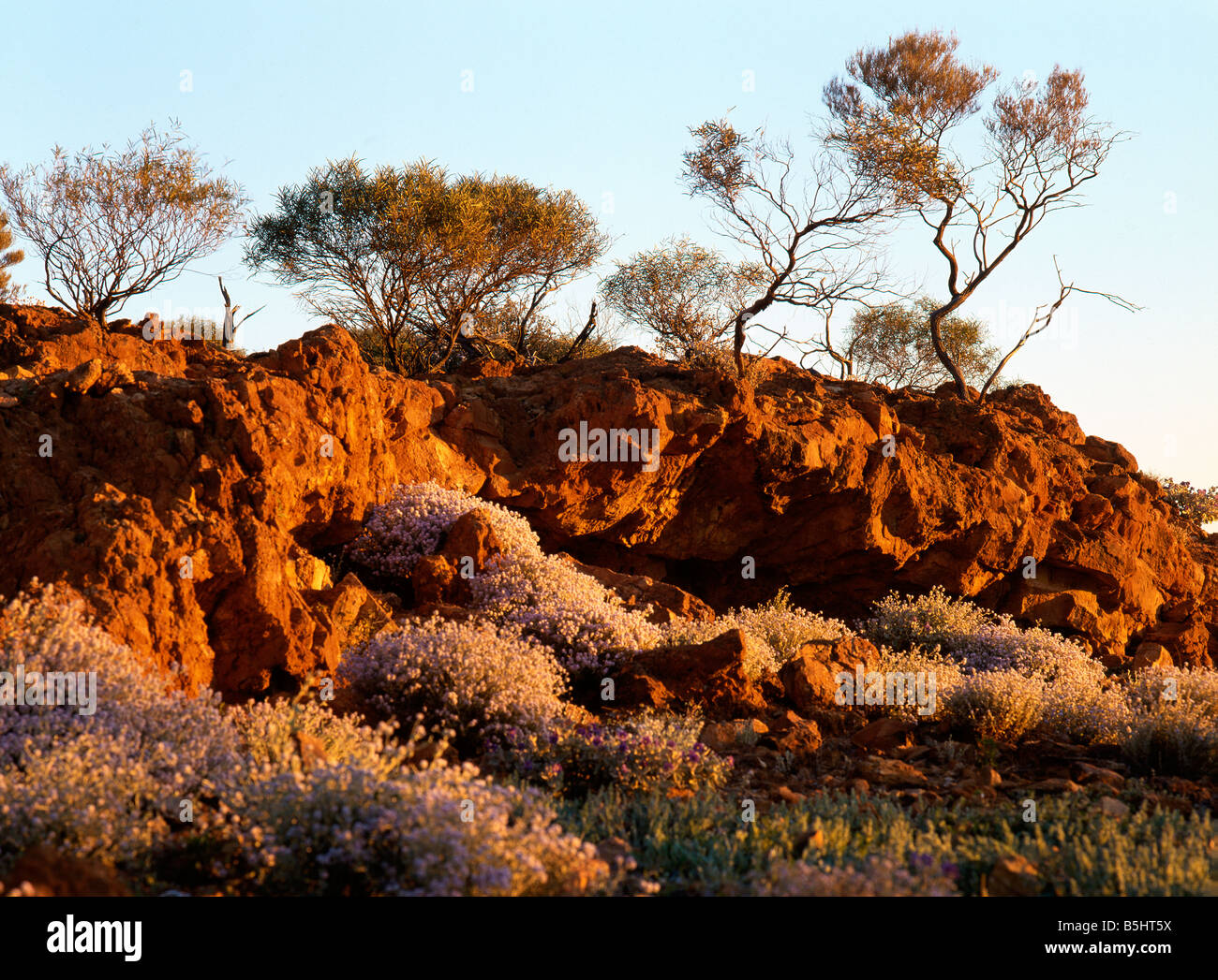 Rock landscape, Mulla Mulla Trees (Ptilotus exaltatus), Murchison ...