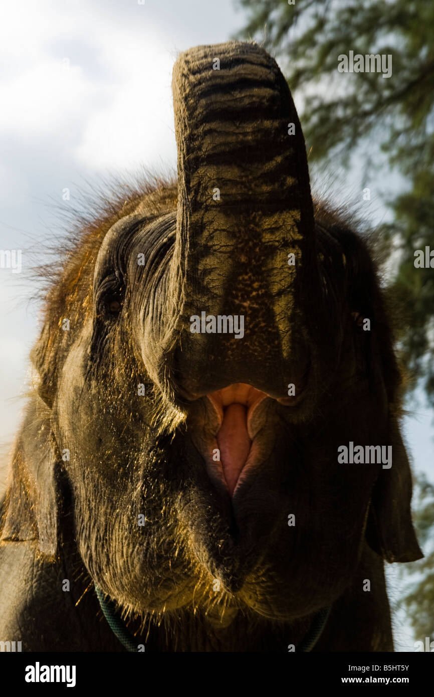 Young elephant smiling Stock Photo - Alamy