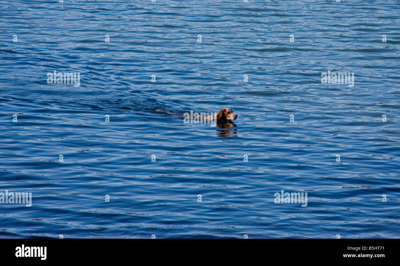 Bird Dog swimming in lake Stock Photo - Alamy