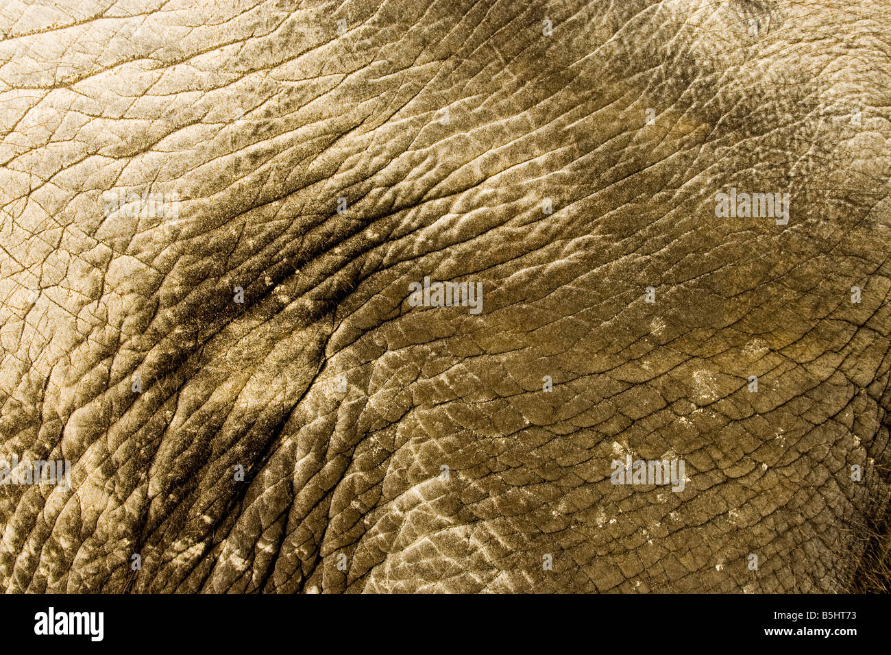 Young elephant skin Stock Photo - Alamy