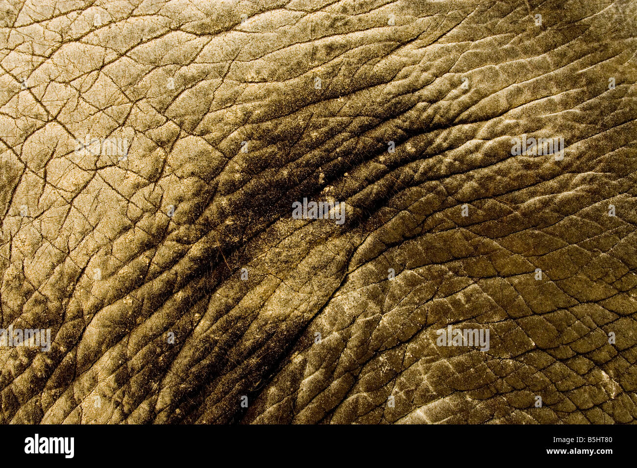 Young elephant skin Stock Photo - Alamy