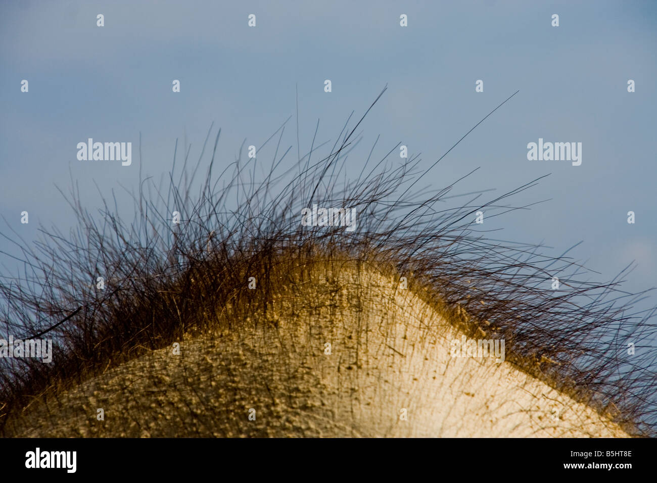 young elephant skin and hair Stock Photo - Alamy