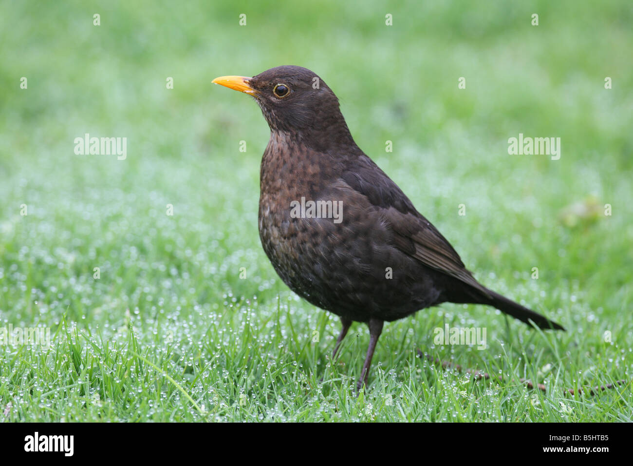 BLACKBIRD Turdus merula FEMALE STANDING ON DEW SOAKED LAWN SIDE VIEW ...