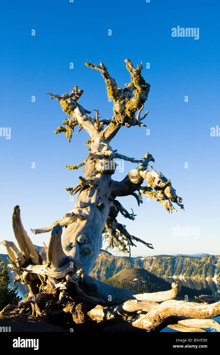 Gnarled old whitebark pine tree overlooking Wizard Island at Crater ...
