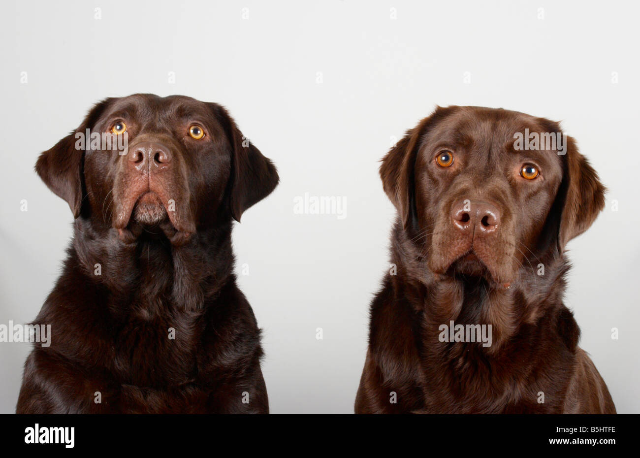 smooth haired chocolate labrador retrievers Stock Photo - Alamy