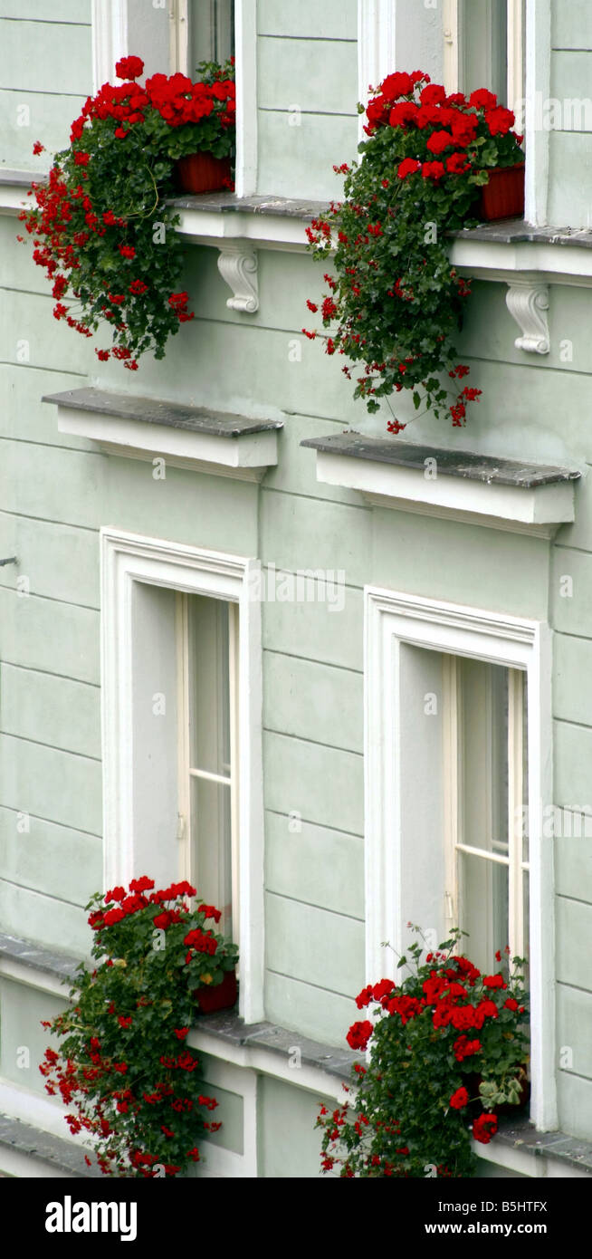 Four windows and Flower beds of a white house - window boxes. Prague ...
