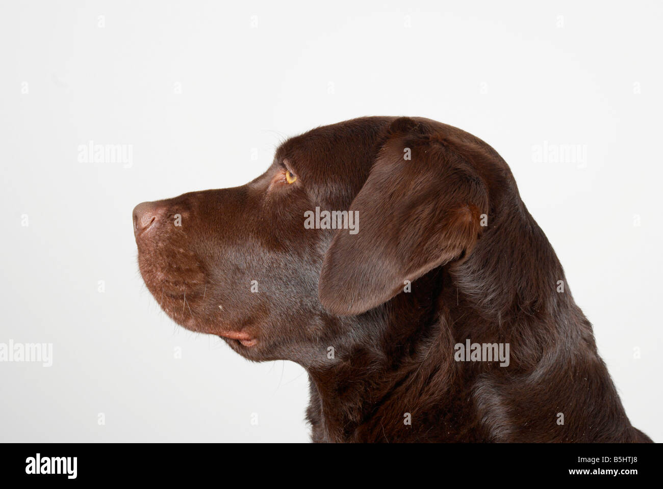 smooth haired chocolate labrador retriever Stock Photo - Alamy