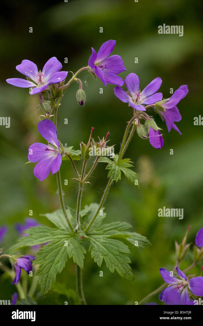 Wood cranesbill Geranium sylvaticum Scotland Stock Photo - Alamy