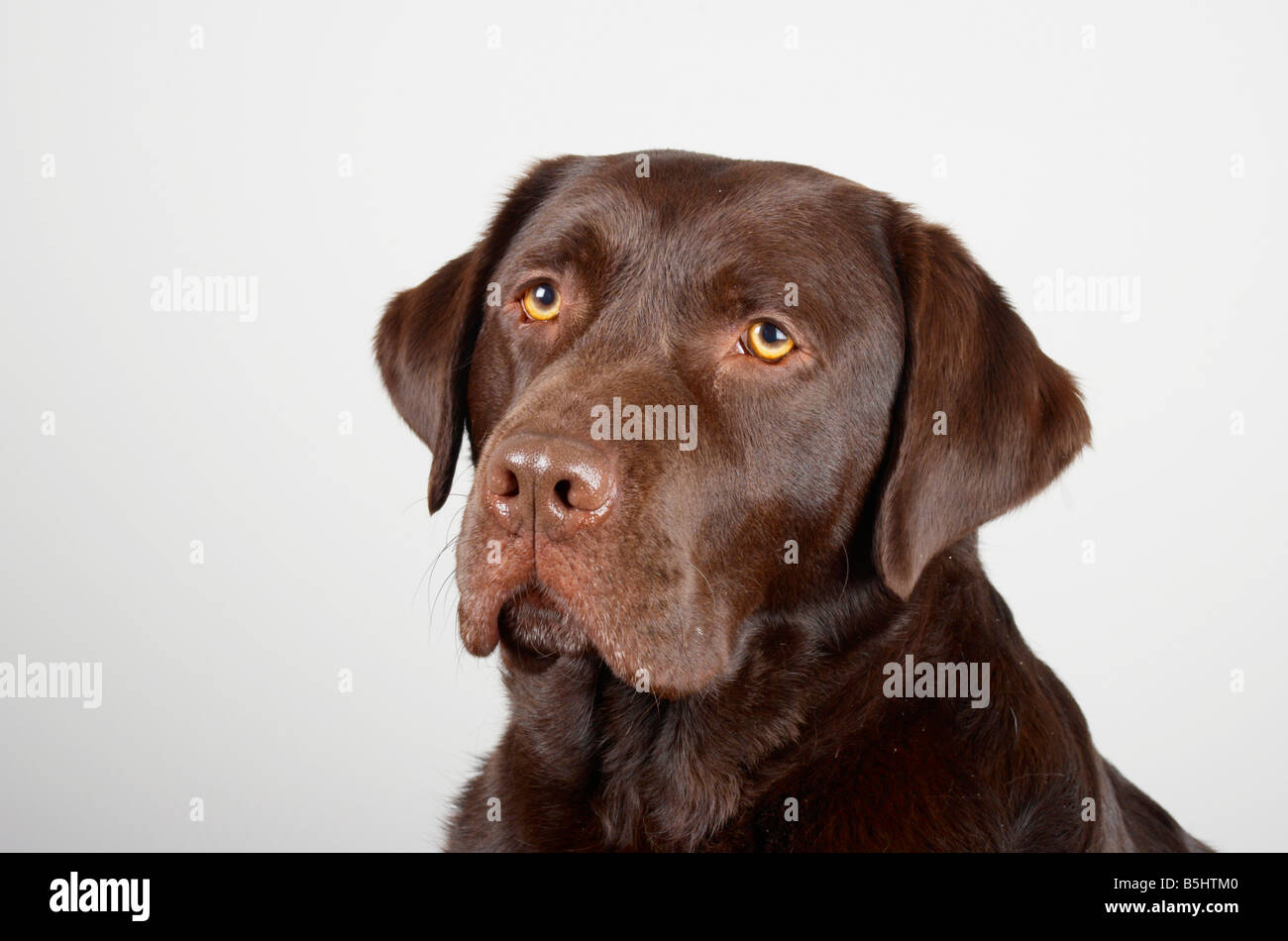 smooth haired chocolate labrador retriever Stock Photo - Alamy