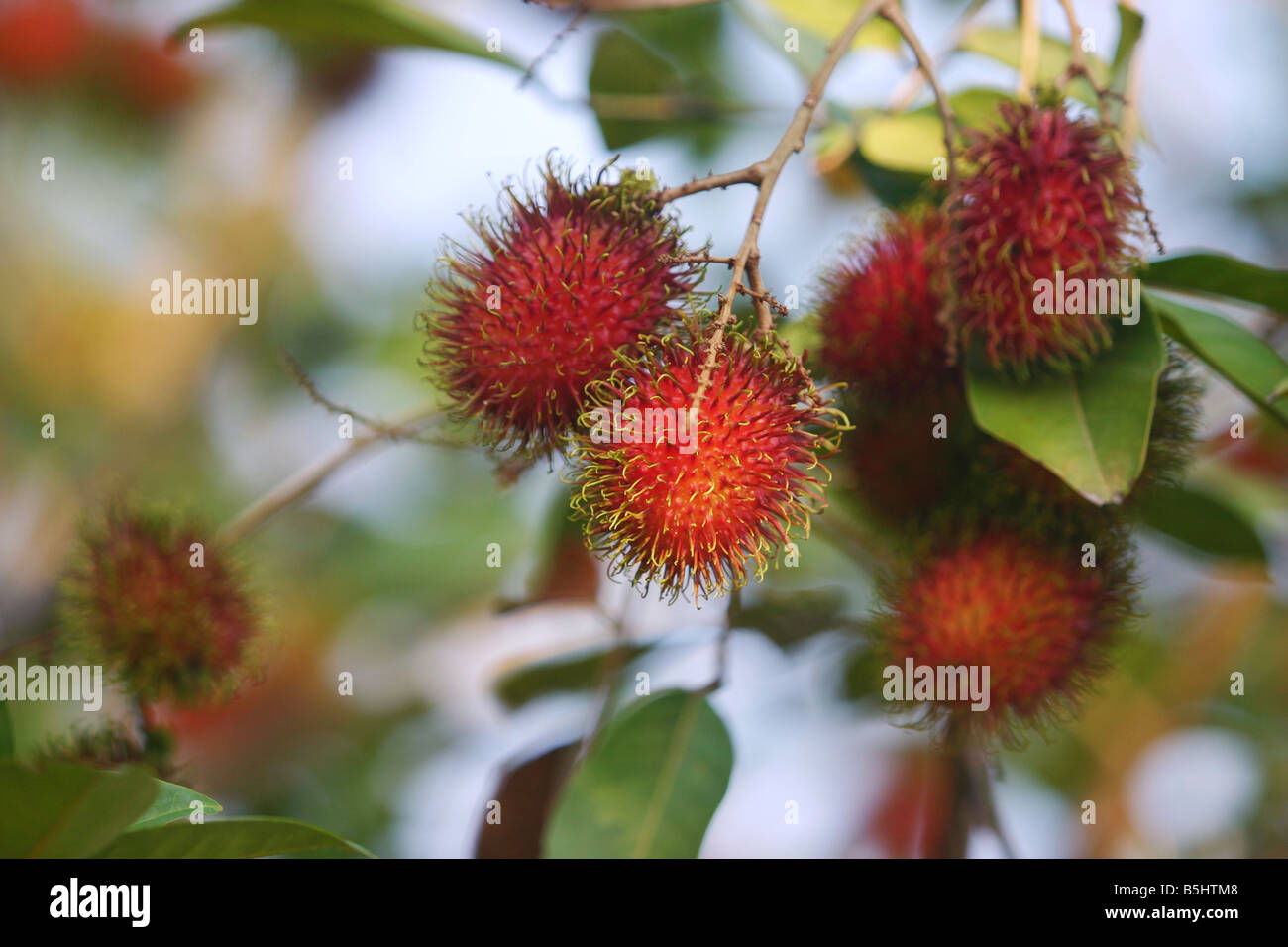 Rambutan The local fruit of Malaysia Stock Photo - Alamy