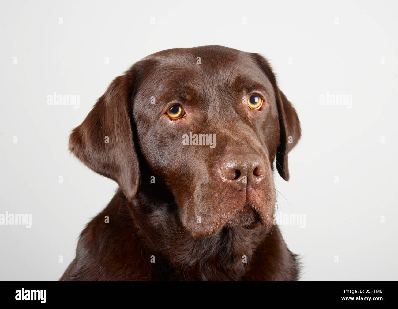 Sad looking chocolate labrador hi-res stock photography and images - Alamy