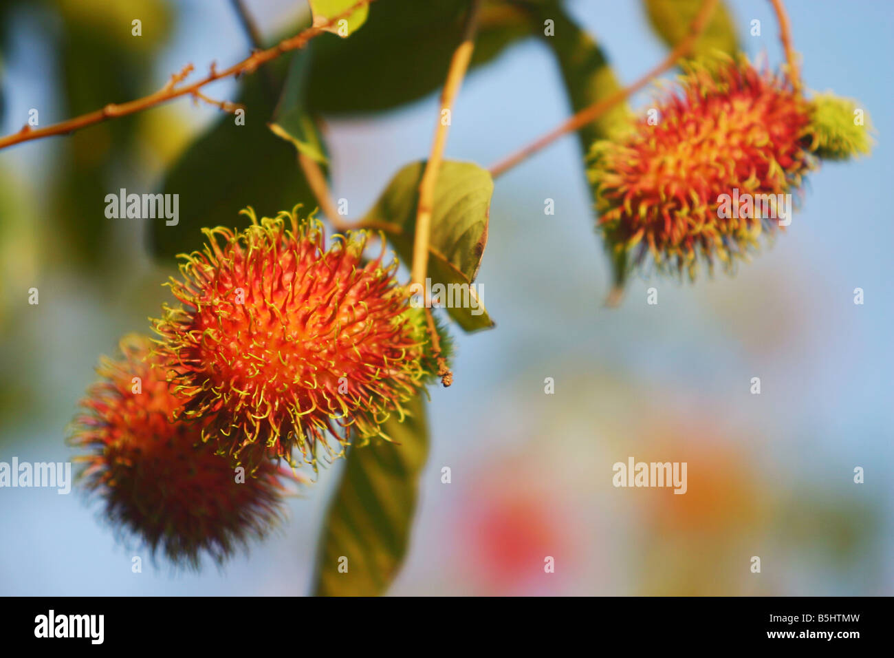 Rambutans malaysia hi-res stock photography and images - Alamy