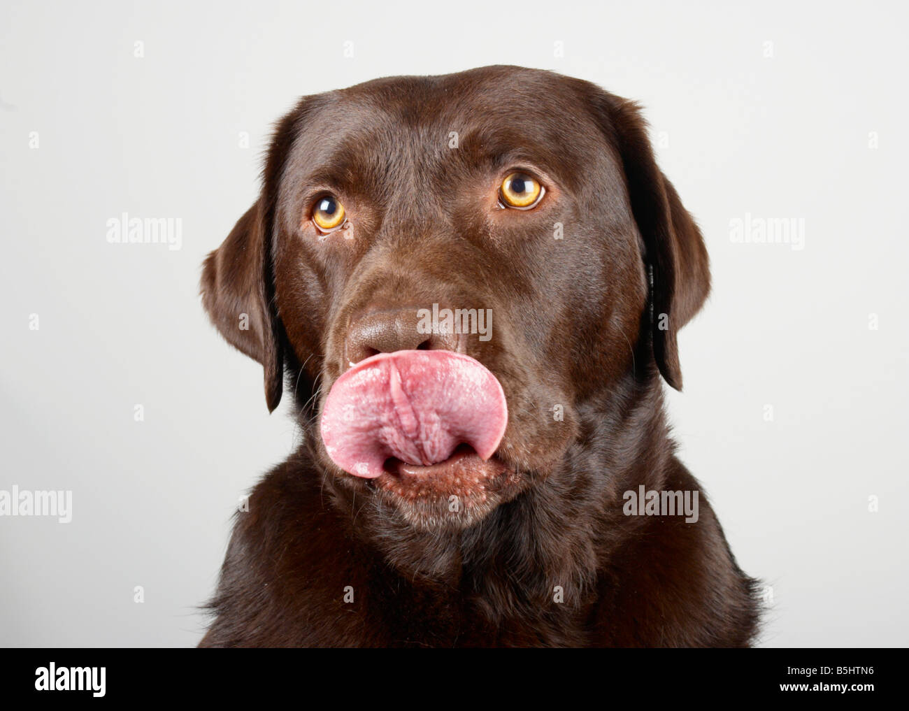 Are All Labradors Greedy