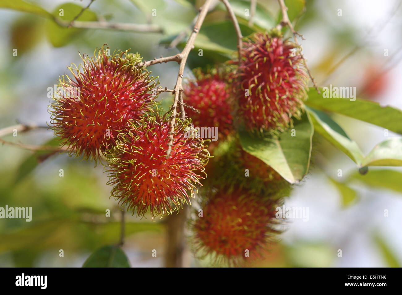 Rambutans Malaysia High Resolution Stock Photography and Images - Alamy