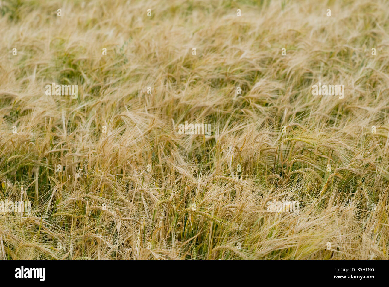 Grain heads growing wheat crops hi-res stock photography and images - Alamy