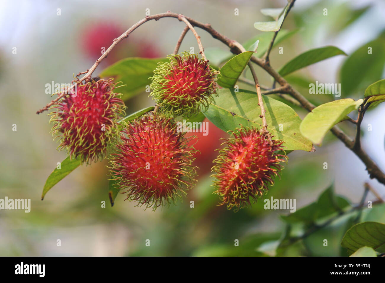 Rambutan The local fruit of Malaysia Stock Photo - Alamy