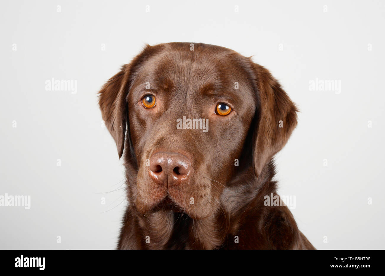 Sad looking chocolate lab hi-res stock photography and images - Alamy