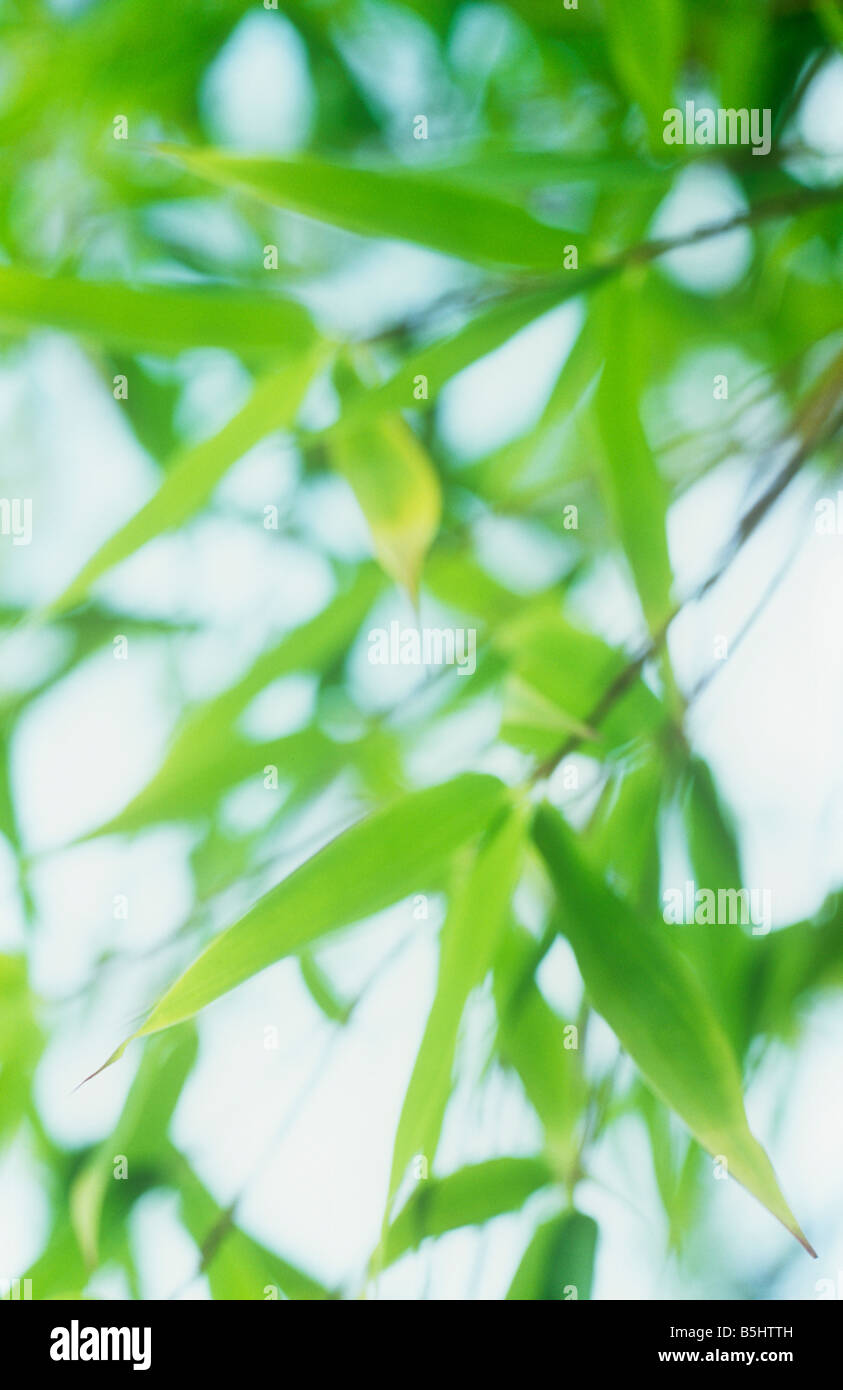Impressionistic close up of hanging backlit light green leaves of Hedge ...