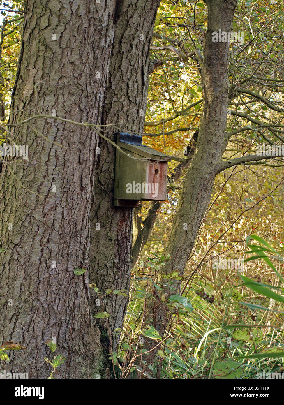 Bird box on at tree Stock Photo - Alamy