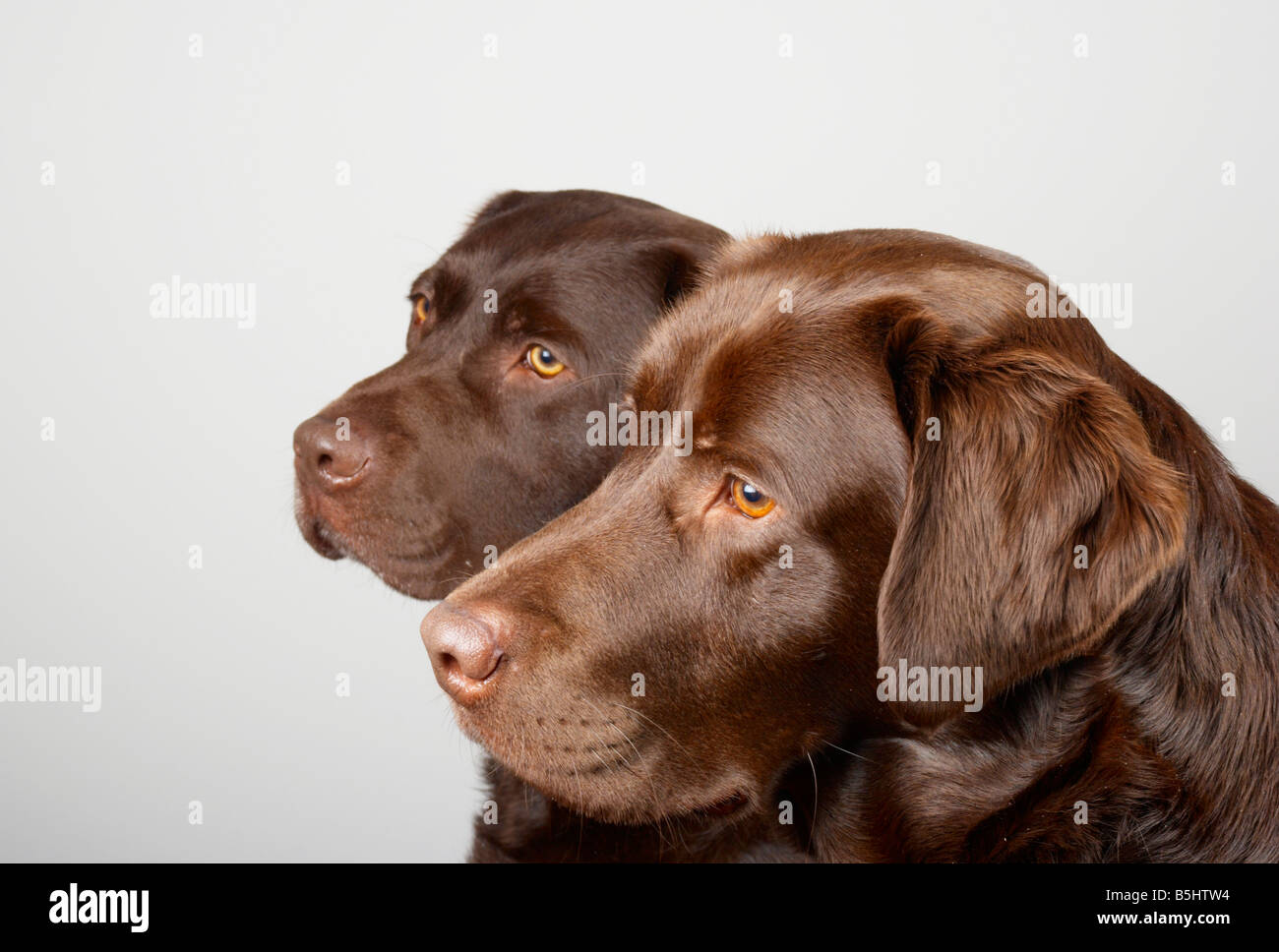 smooth haired chocolate labrador retrievers Stock Photo - Alamy