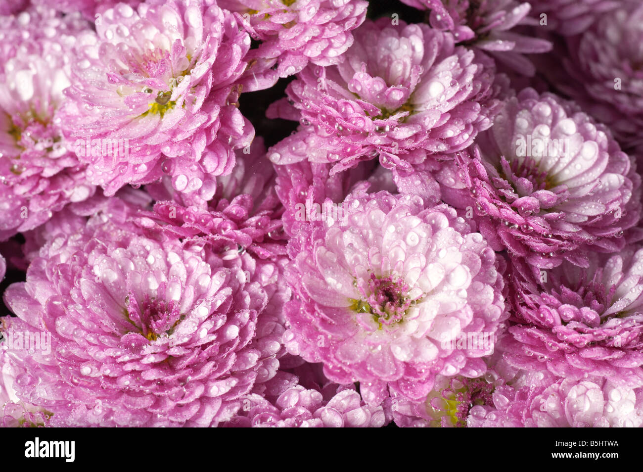 Beautiful magenta chrysanthemum flower autumn vivid background (with ...