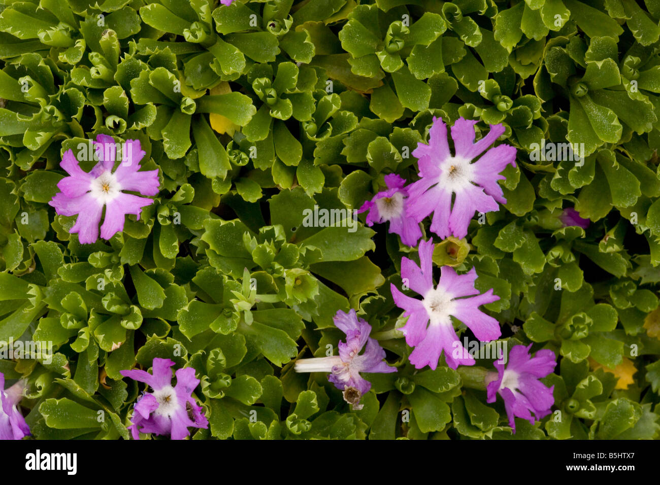 An alpine primrose Primula minima Italy Stock Photo - Alamy