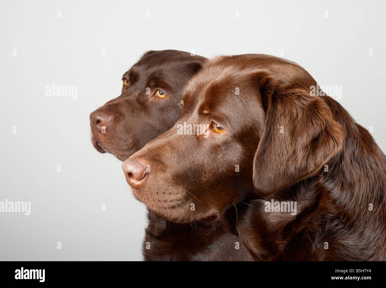 Males have shiny brown heads hi-res stock photography and images - Alamy