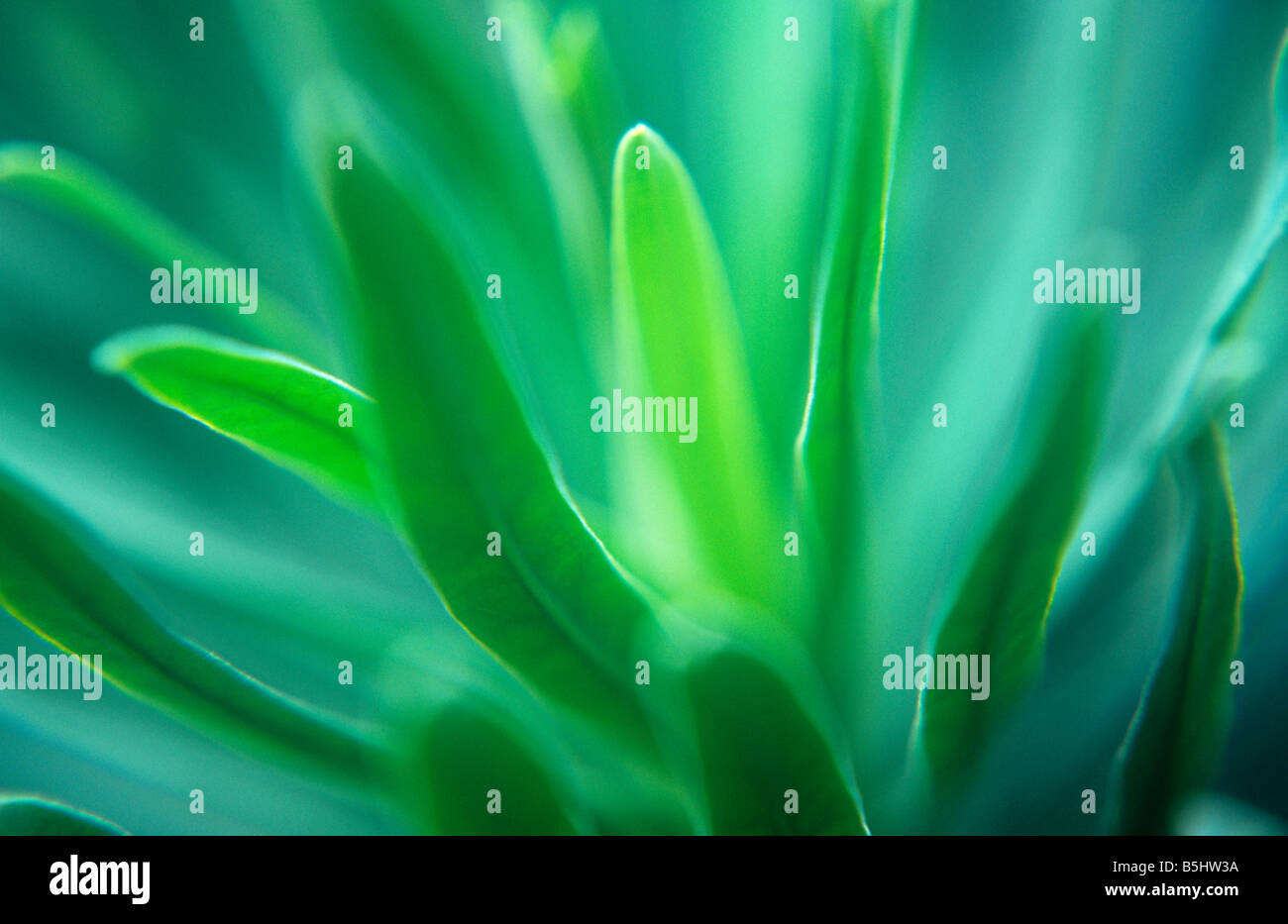 Lance shaped leaves hi-res stock photography and images - Alamy