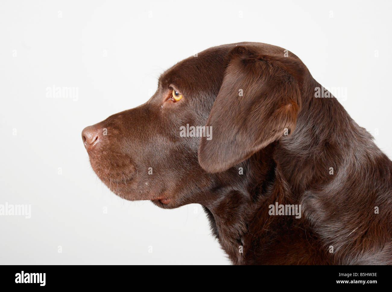 smooth haired chocolate labrador retriever Stock Photo - Alamy